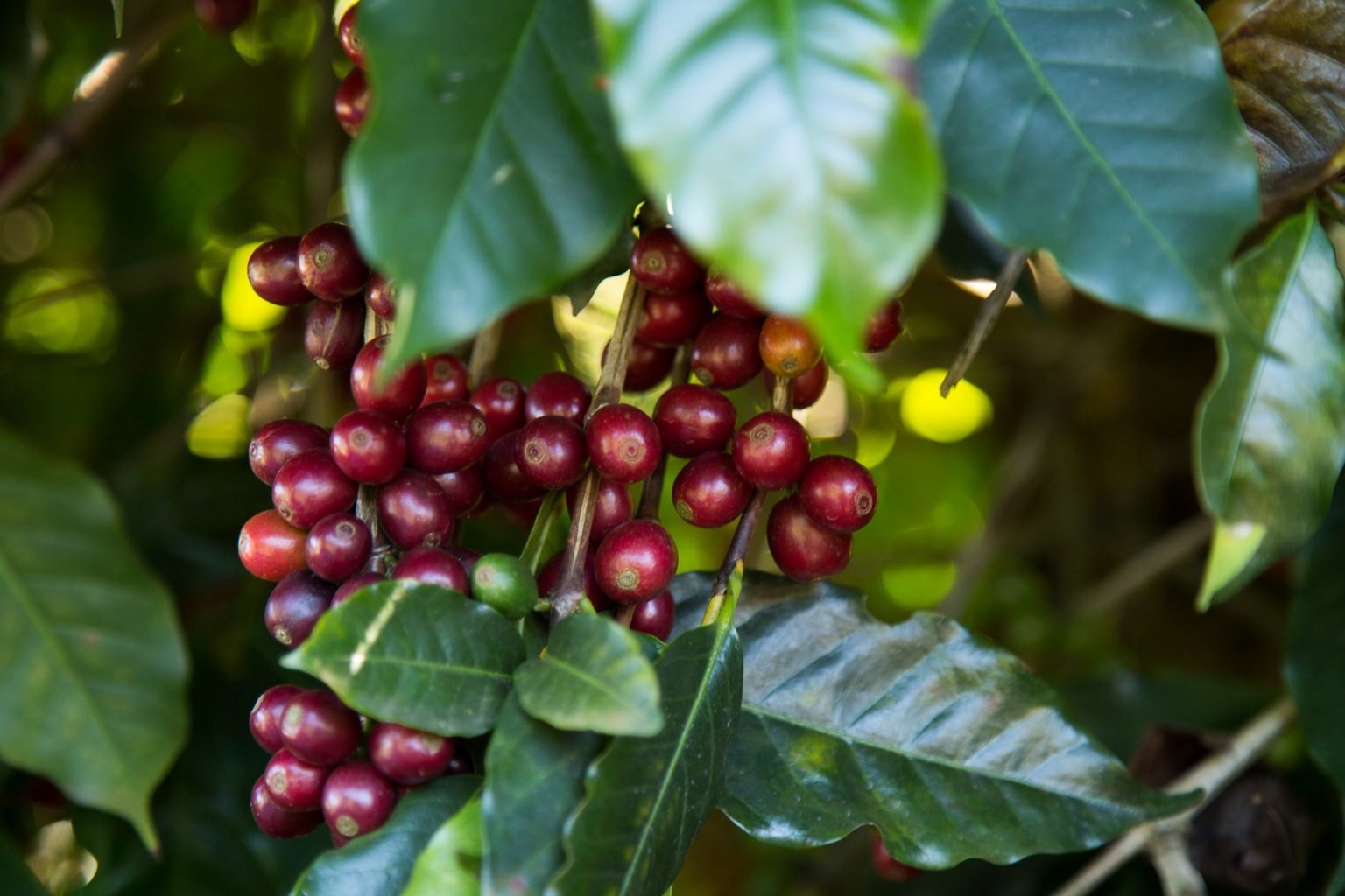 Coffee Description Cards | Minas Hill Coffee